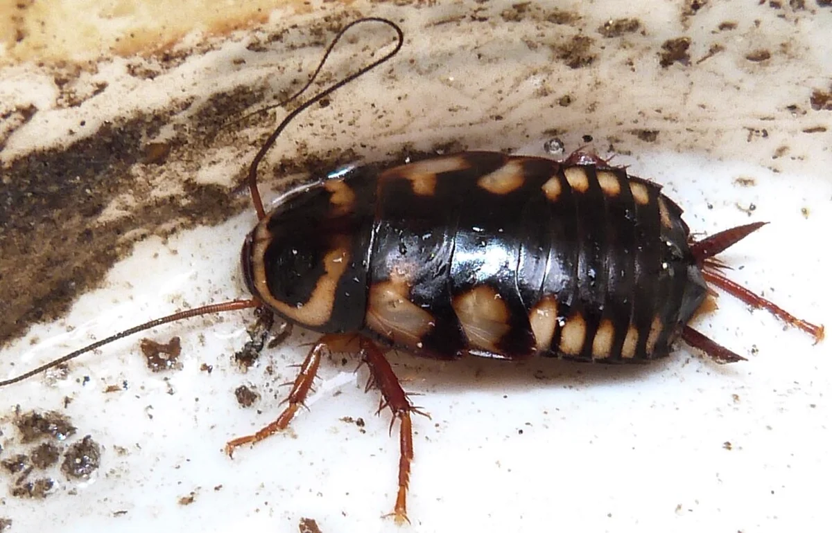 Australian Cockroaches - Identification & Control Guide