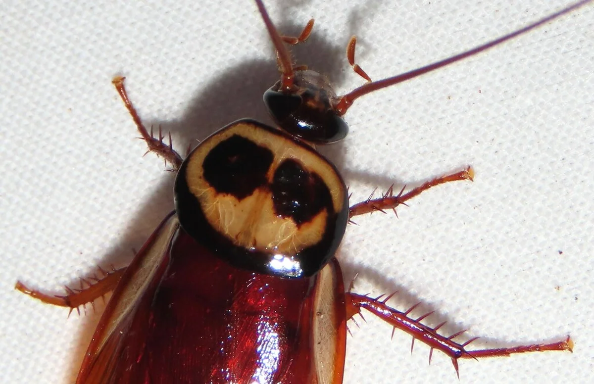 Australian Cockroaches - Identification & Control Guide