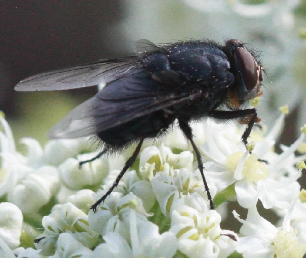 Filth Flies: Identification & Control Guide