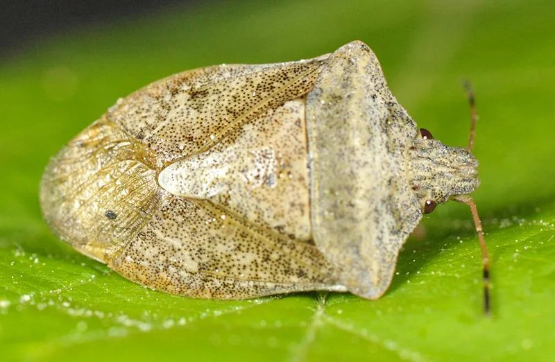 Brown Stink Bug - Better Termite & Pest Control