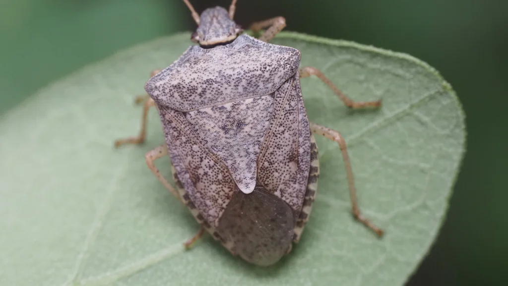 Brown Stink Bug - Better Termite & Pest Control