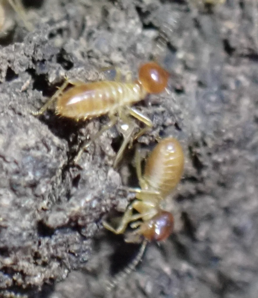 Conehead Termites | Identification and Control Guide