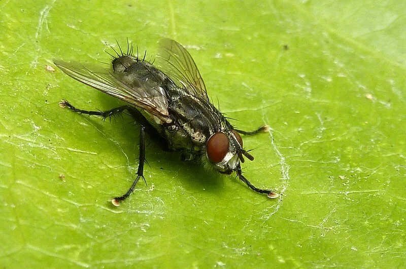 Filth Flies: Identification & Control Guide
