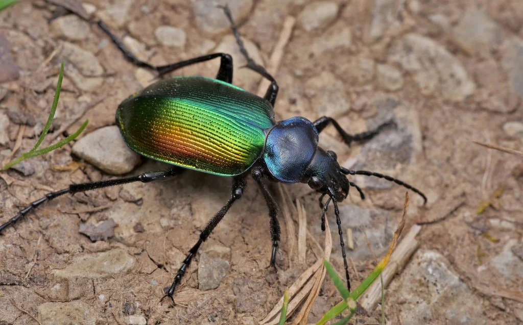 Ground Beetles: Identification, Behavior & Control Guide