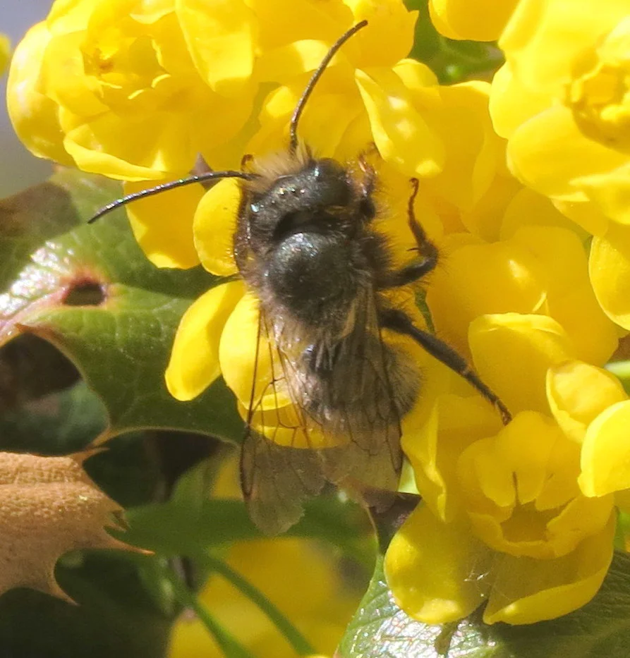 Mason Bees - Better Termite & Pest Control