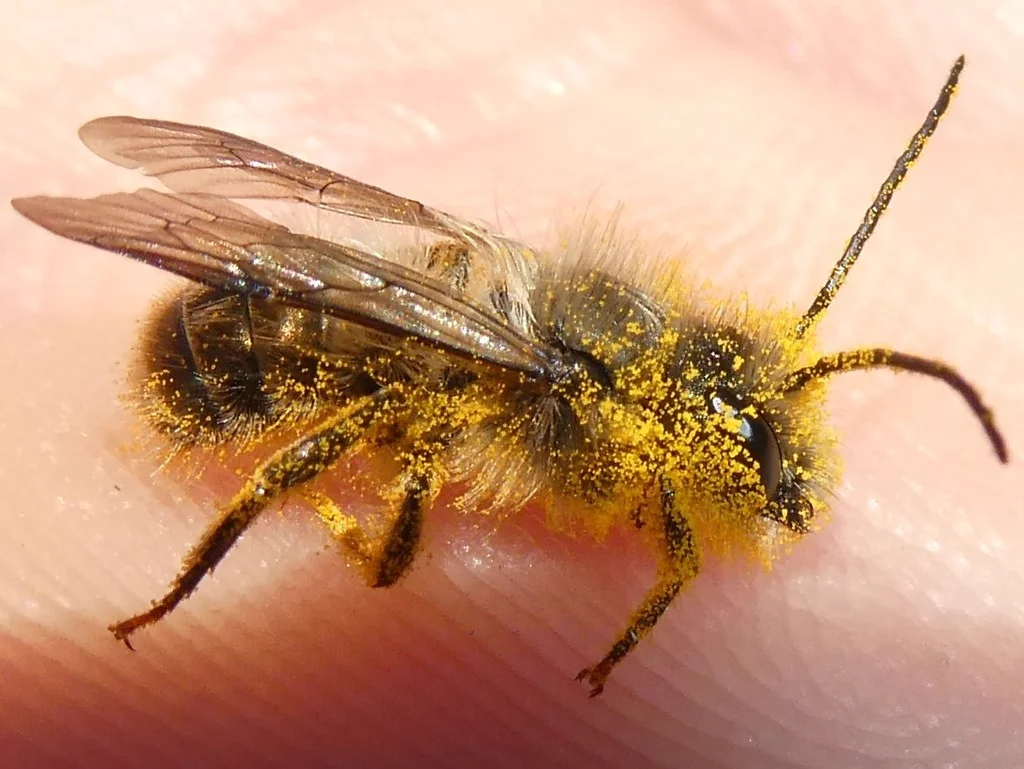 Mason Bees - Better Termite & Pest Control