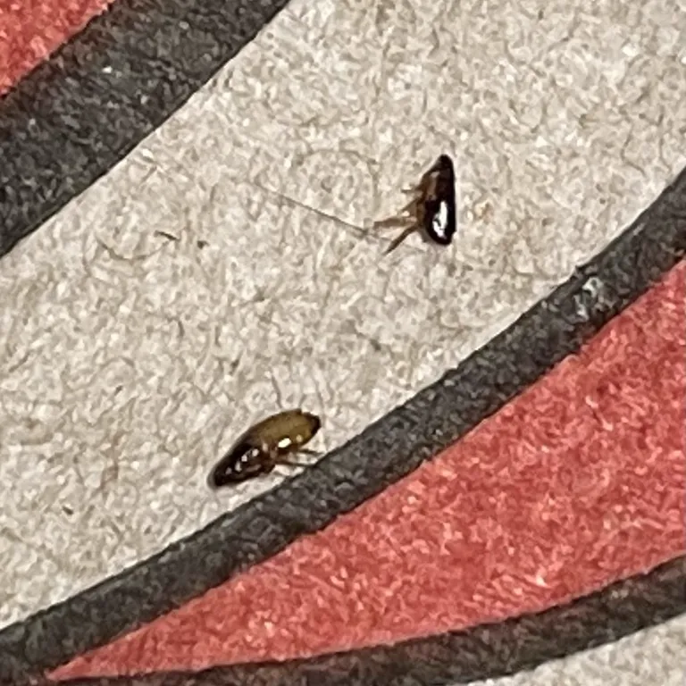 Mouse Fleas: Identification & Control | Better Termite