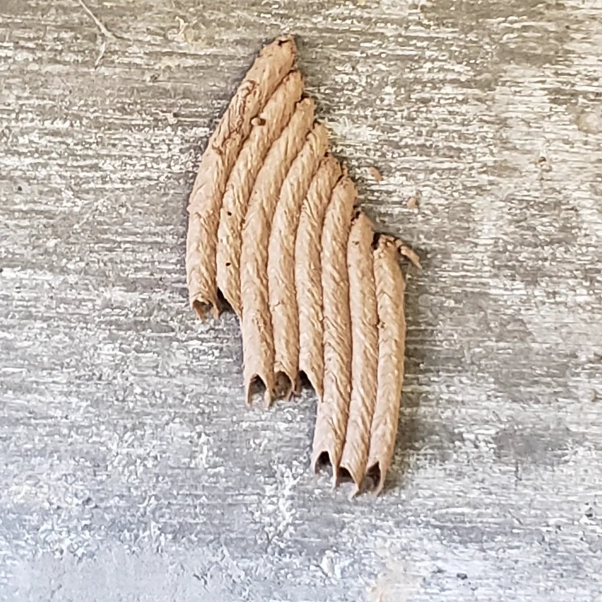 Organ Pipe Mud Daubers - Better Termite & Pest Control