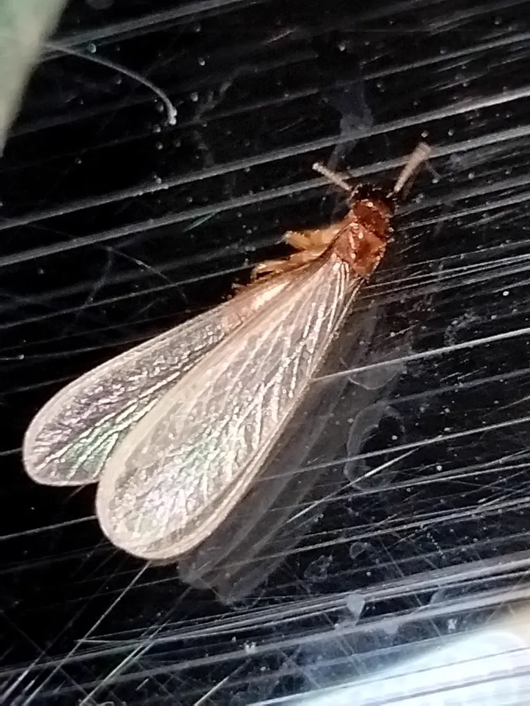 Asian Subterranean Termites | ID Guide