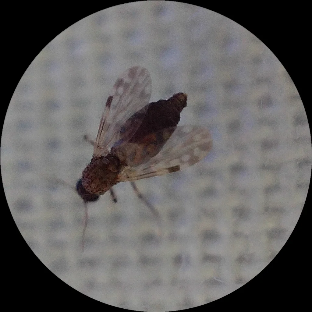 Biting Midges (No-See-Ums) - Identification & Control