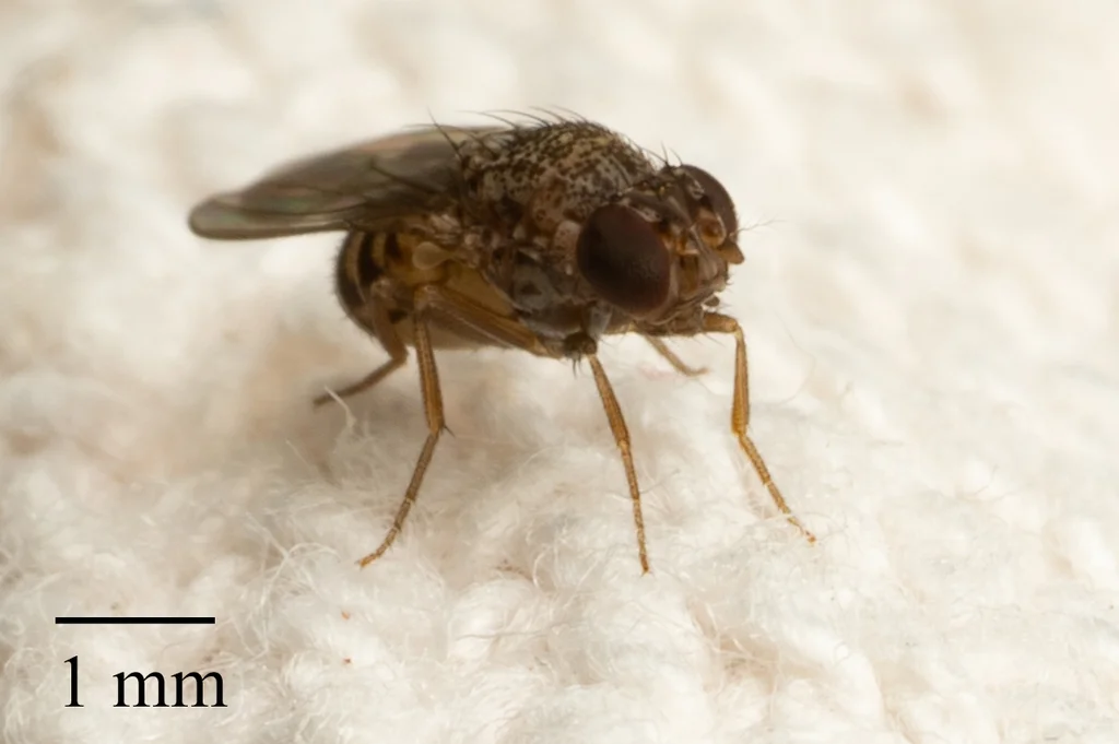 Dark-Eyed Fruit Flies - Identification & Control
