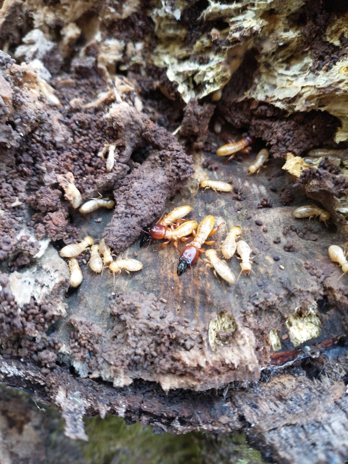 Desert Dampwood Termites: Identification & Control