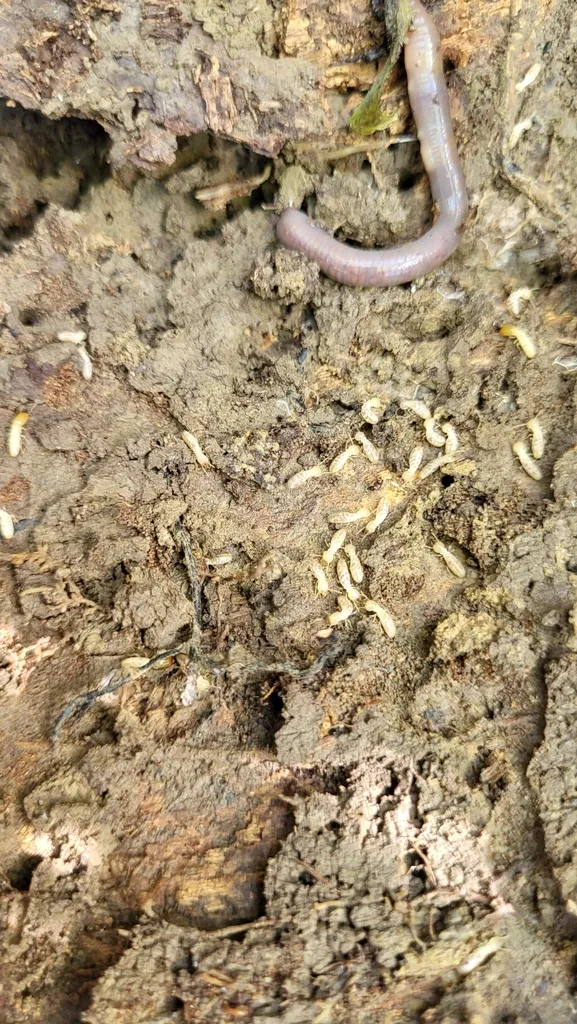 Desert Subterranean Termites | Identification Guide