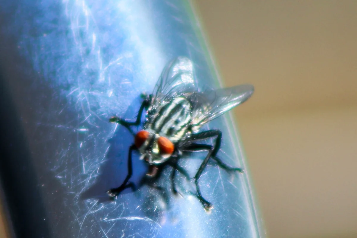 Flesh Flies - Identification & Control | Better Termite