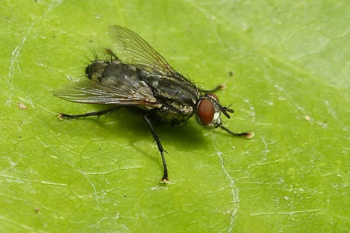 Flesh Flies - Identification & Control | Better Termite