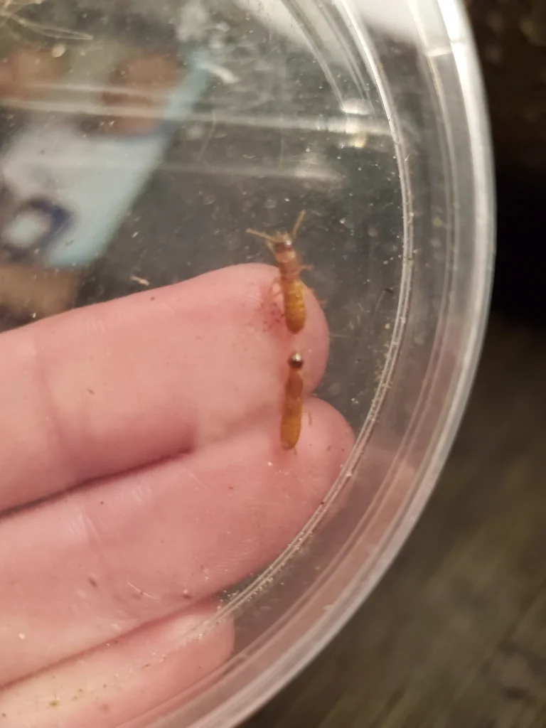 Formosan Termites | Identification and Control Guide