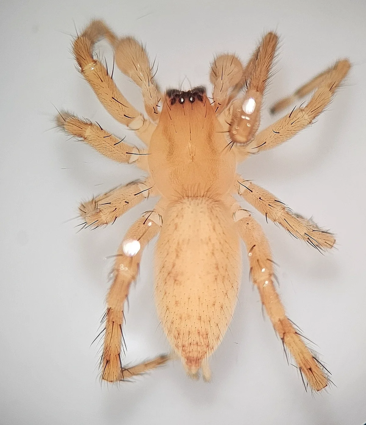 Ghost Spiders: ID & Control | Better Termite