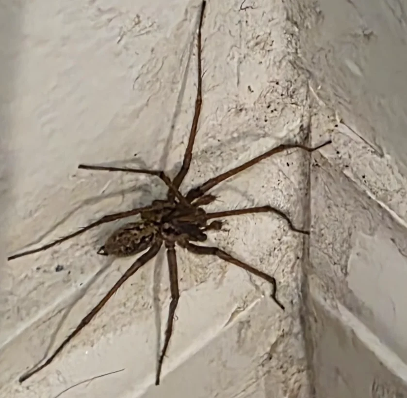 Giant House Spiders: Identification & Control Guide