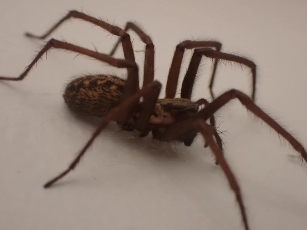 Giant House Spiders: Identification & Control Guide