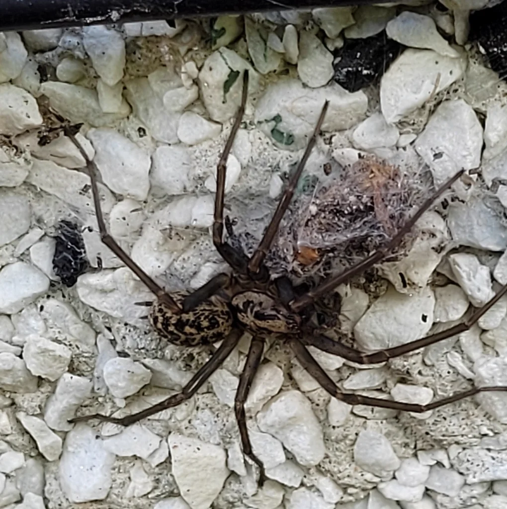 Giant House Spiders: Identification & Control Guide