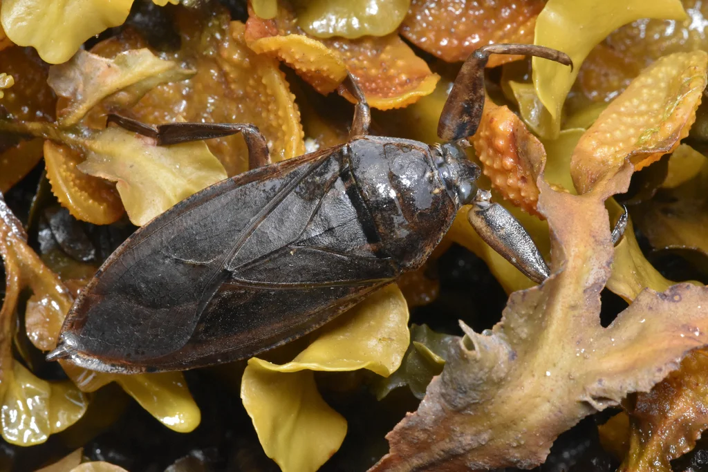 Giant Water Bugs - Better Termite & Pest Control