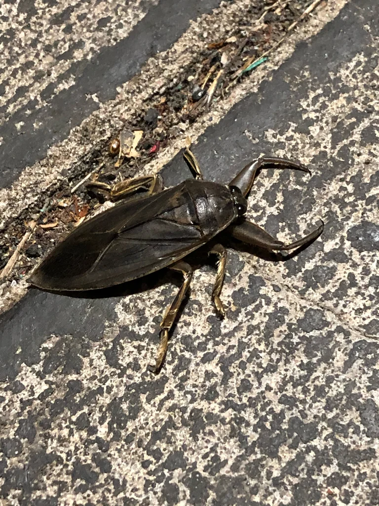 Giant Water Bugs - Better Termite & Pest Control