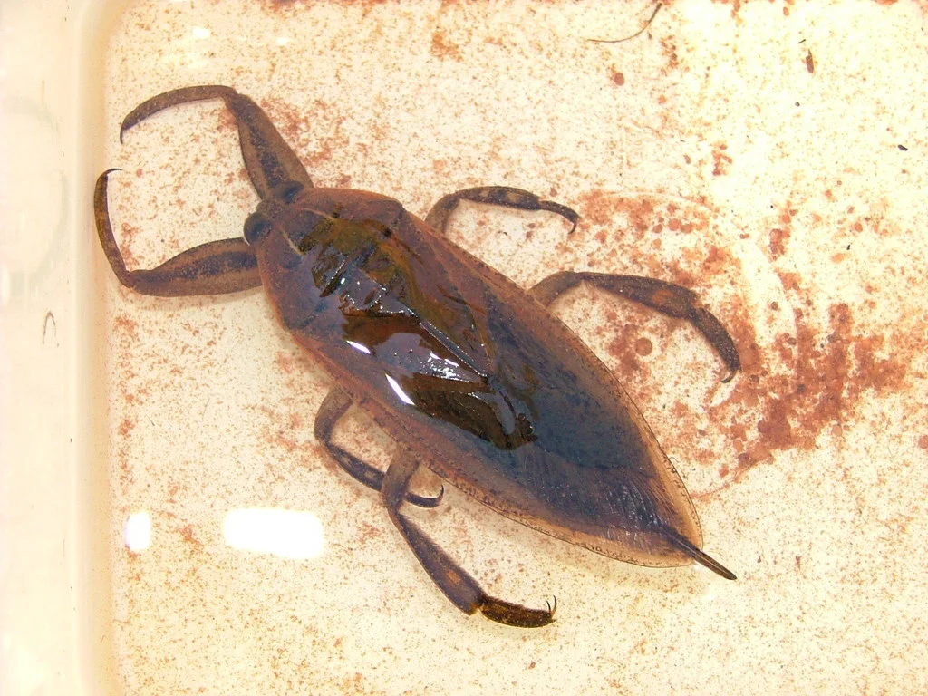 Giant Water Bugs - Better Termite & Pest Control