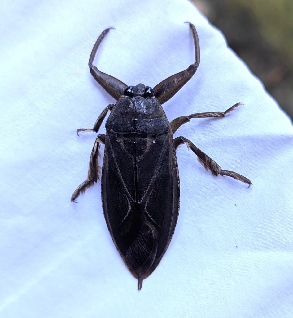 Giant Water Bugs - Better Termite & Pest Control