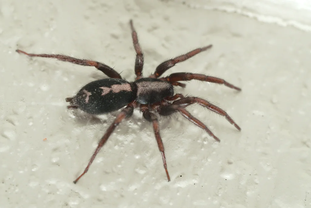 Ground Spiders: Identification & Control | Better Termite