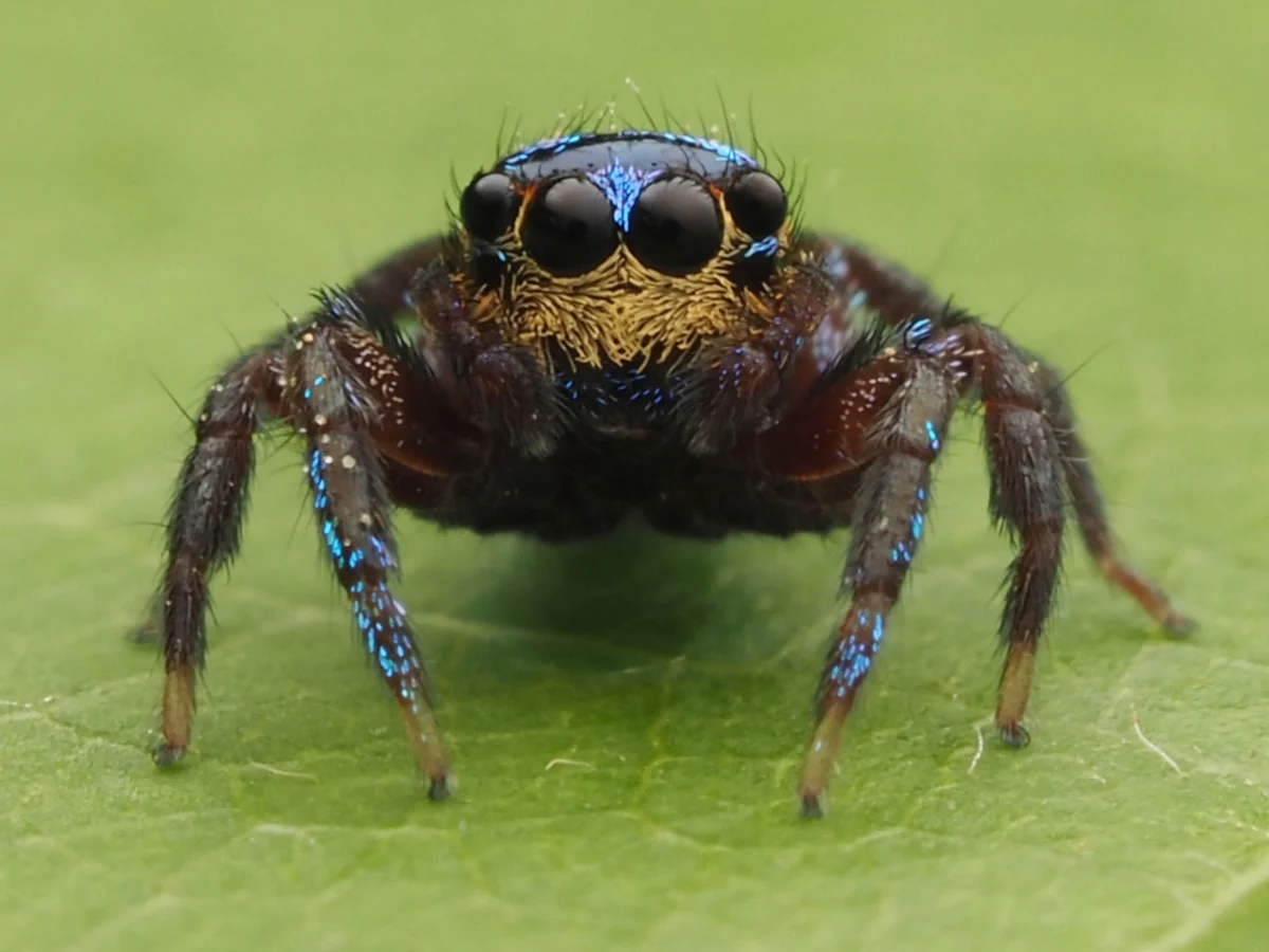 Jumping Spiders - Identification, Behavior & Control | Better Termite