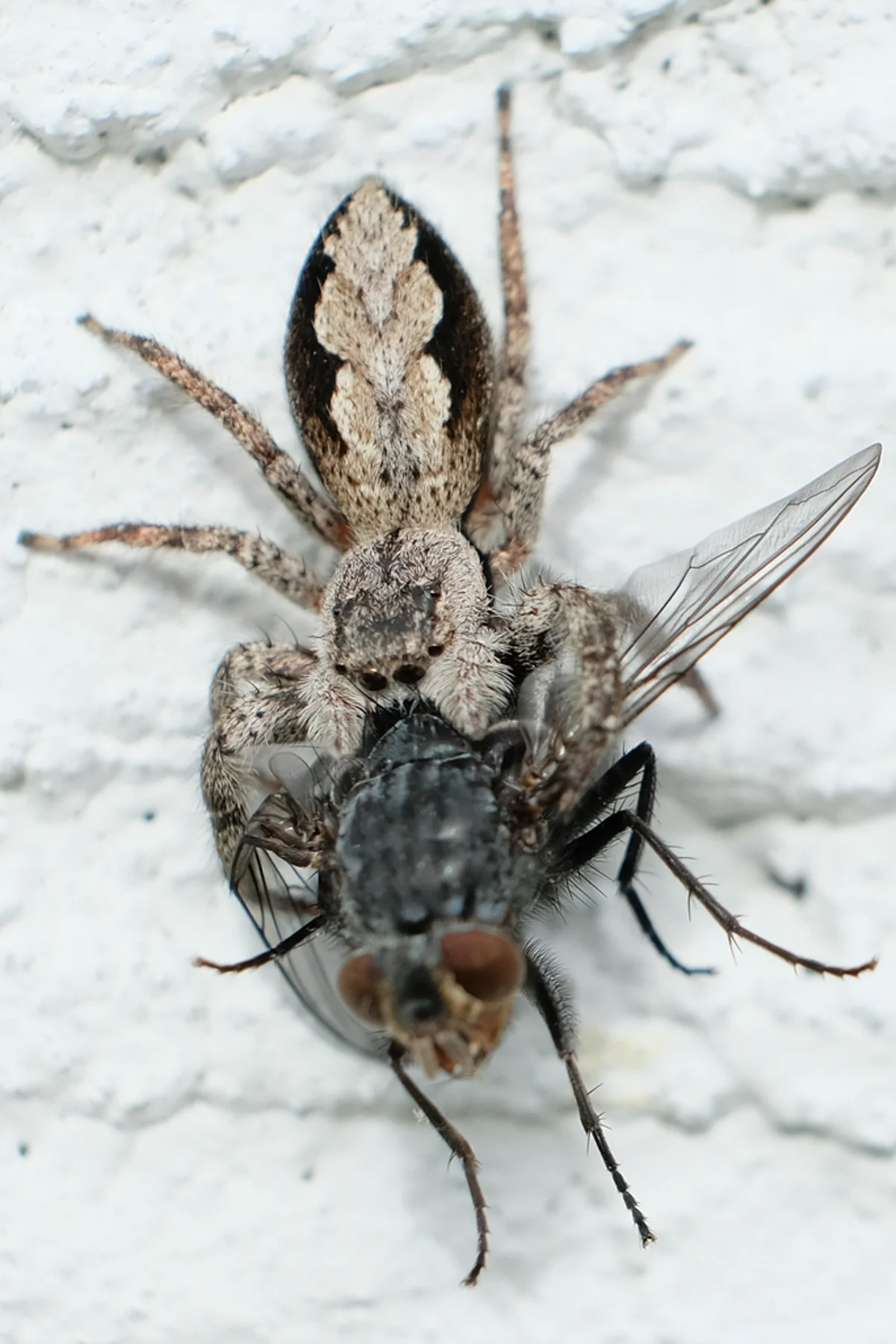 Jumping Spiders - Identification, Behavior & Control | Better Termite