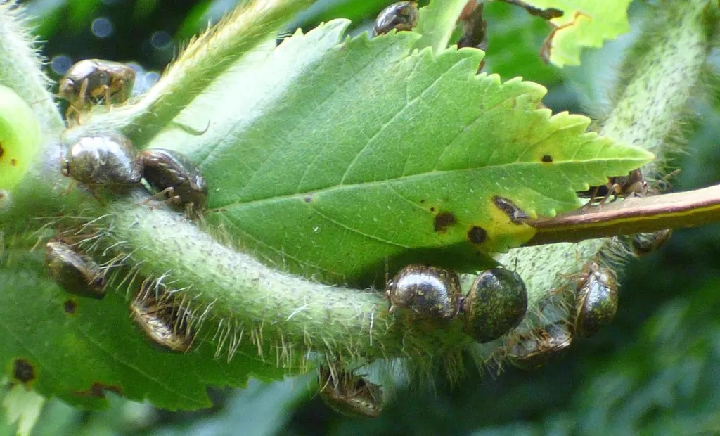 Kudzu Bugs - Better Termite & Pest Control