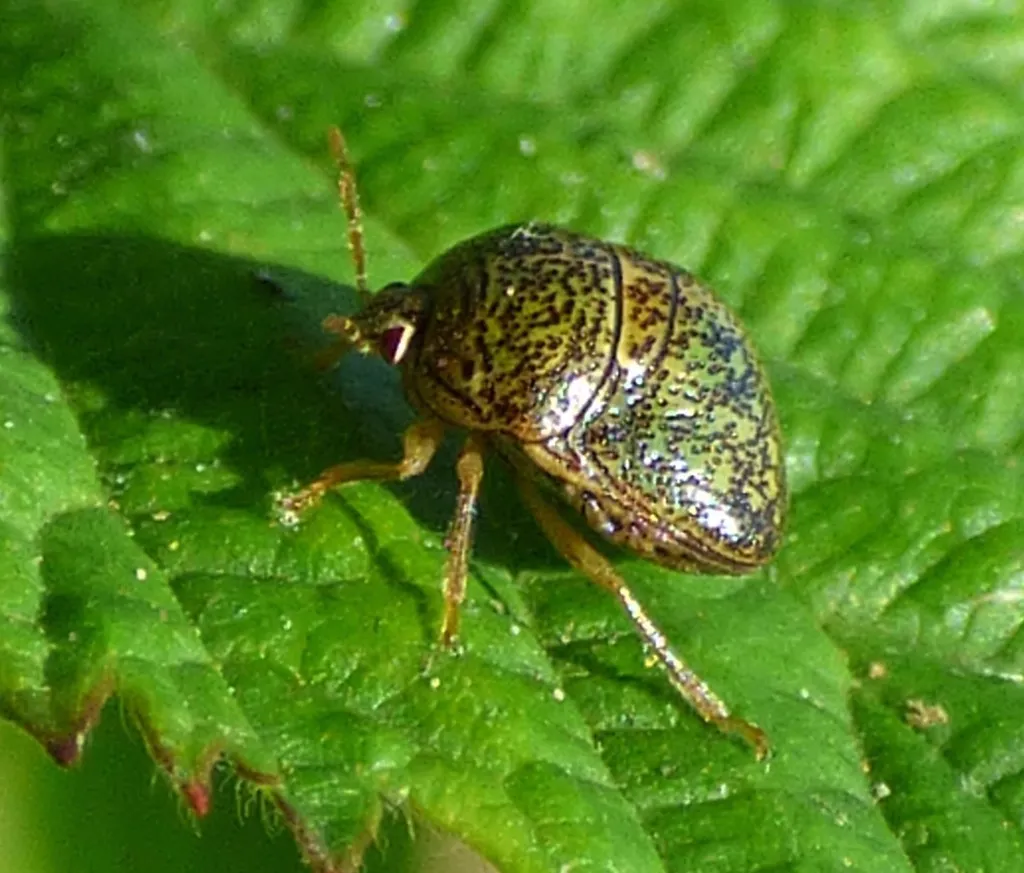 Kudzu Bugs - Better Termite & Pest Control