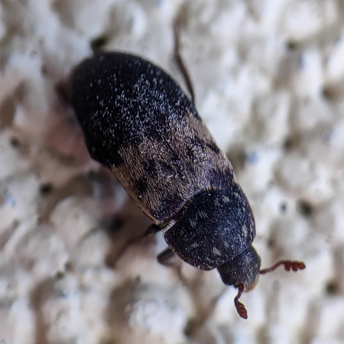 Larder Beetles - Identification & Control
