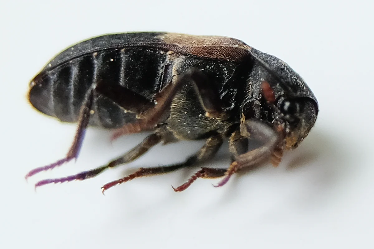 Larder Beetles - Identification & Control