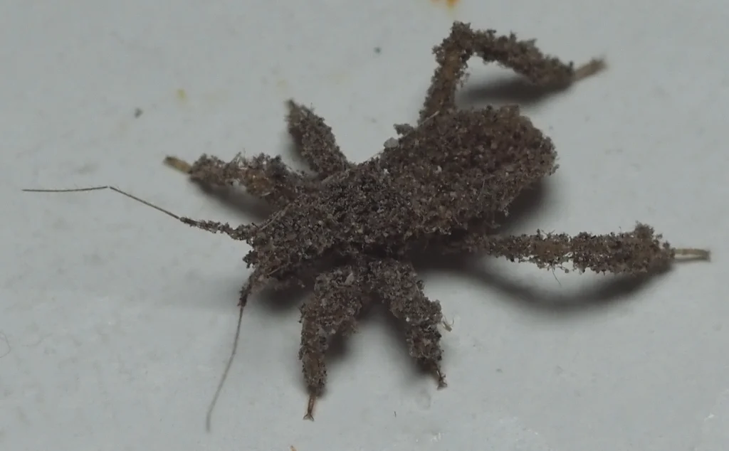 Masked Hunter Bug - Identification & Control | Better Termite