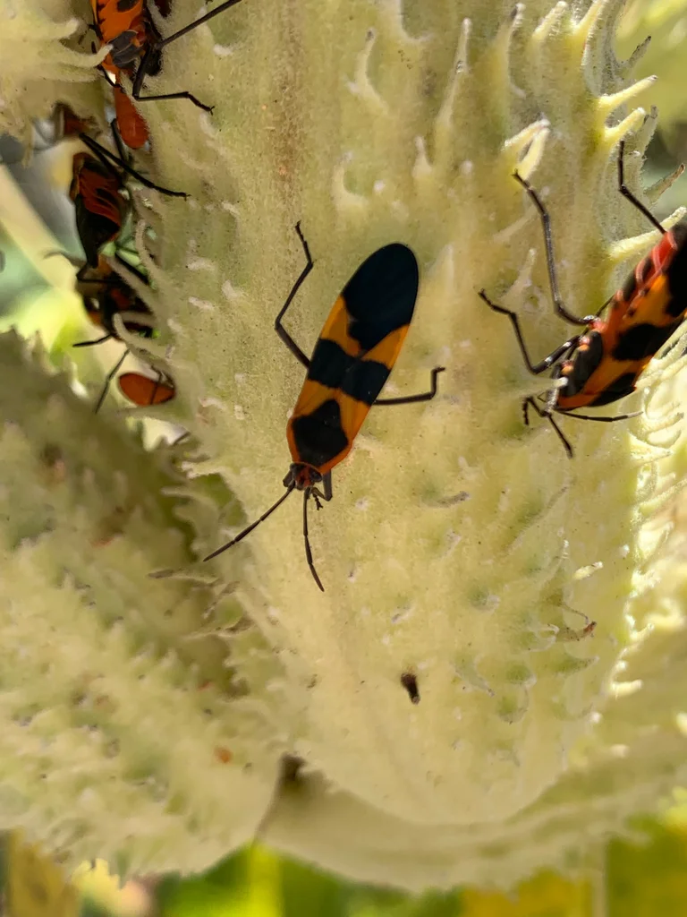 Milkweed Bugs - Better Termite & Pest Control