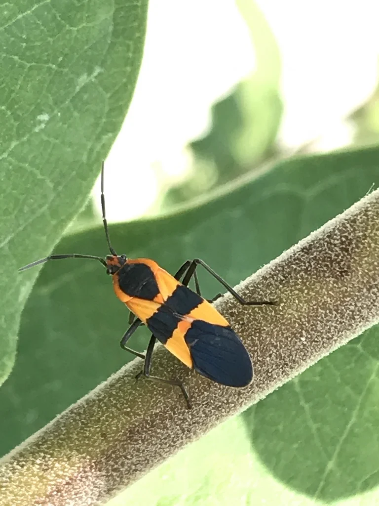 Milkweed Bugs - Better Termite & Pest Control