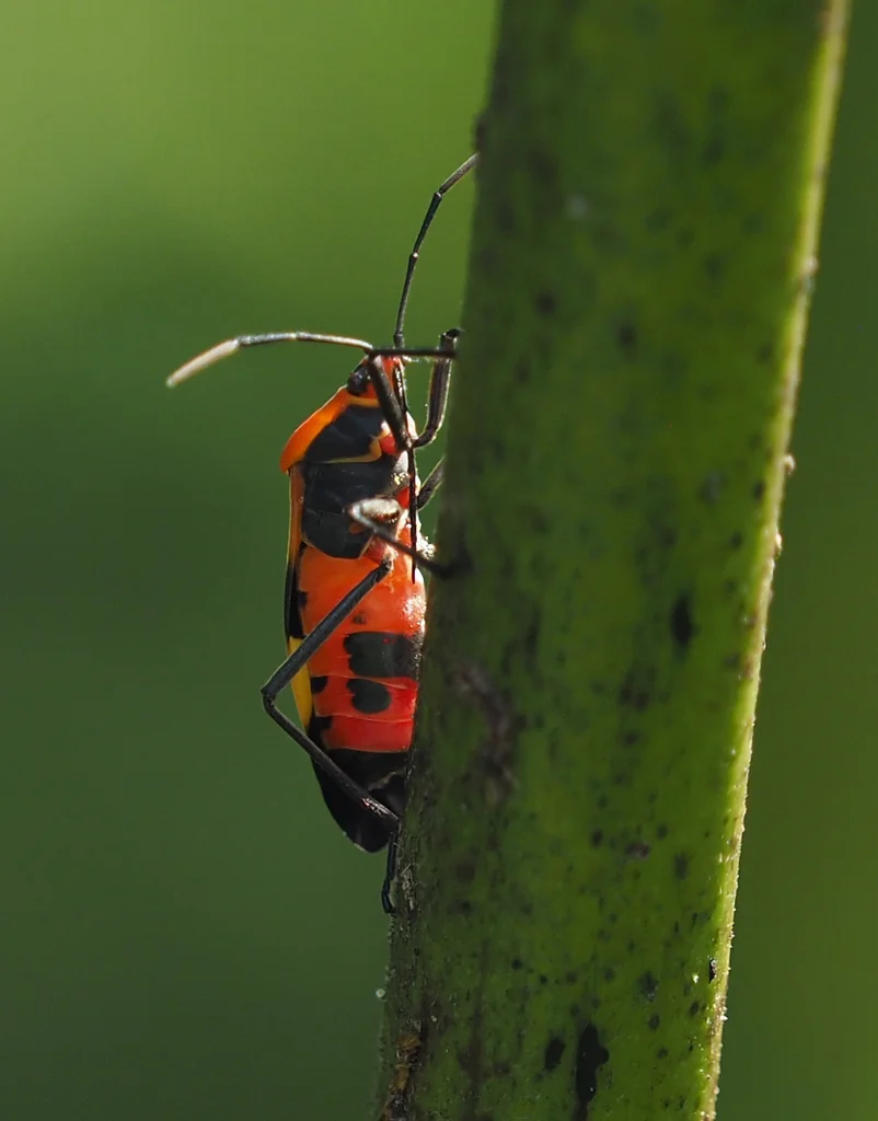 Milkweed Bugs - Better Termite & Pest Control