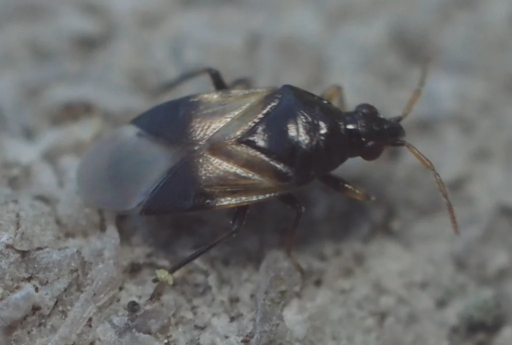 Minute Pirate Bugs - Better Termite & Pest Control