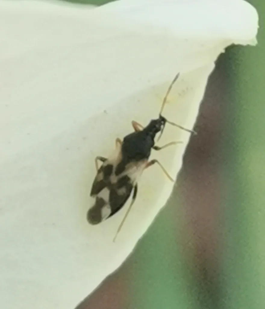 Minute Pirate Bugs - Better Termite & Pest Control