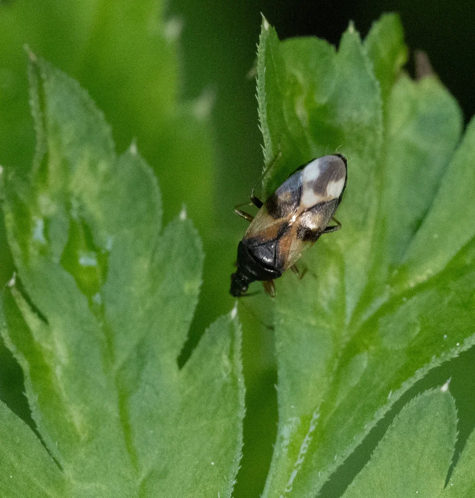 Minute Pirate Bugs - Better Termite & Pest Control