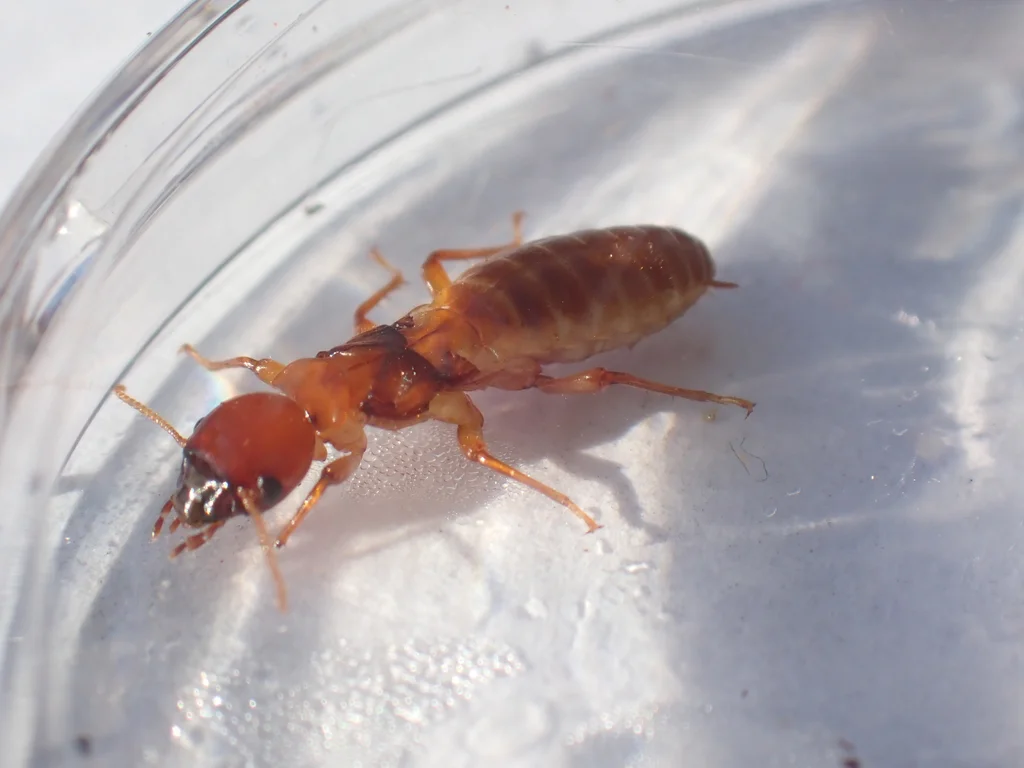 Nevada Dampwood Termites - Identification & Control Guide