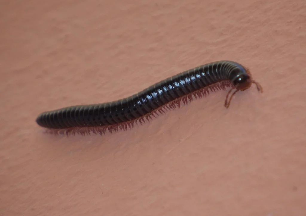 North American Millipedes - ID & Control | Better Termite