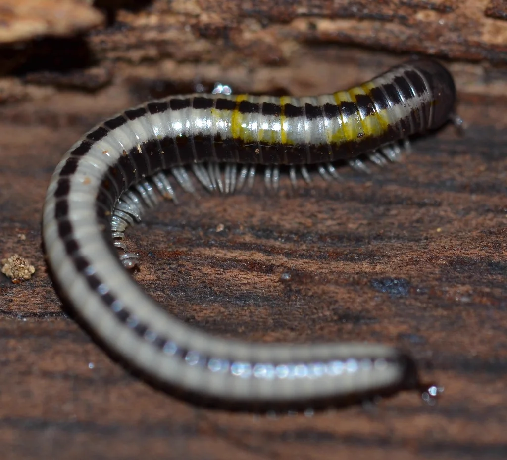 North American Millipedes - ID & Control | Better Termite