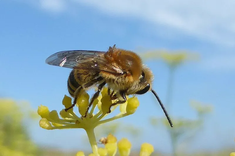 Plasterer Bees - Better Termite & Pest Control