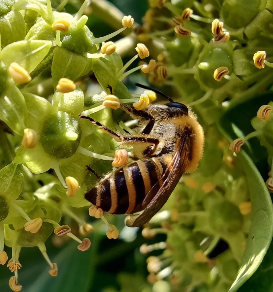 Plasterer Bees - Better Termite & Pest Control