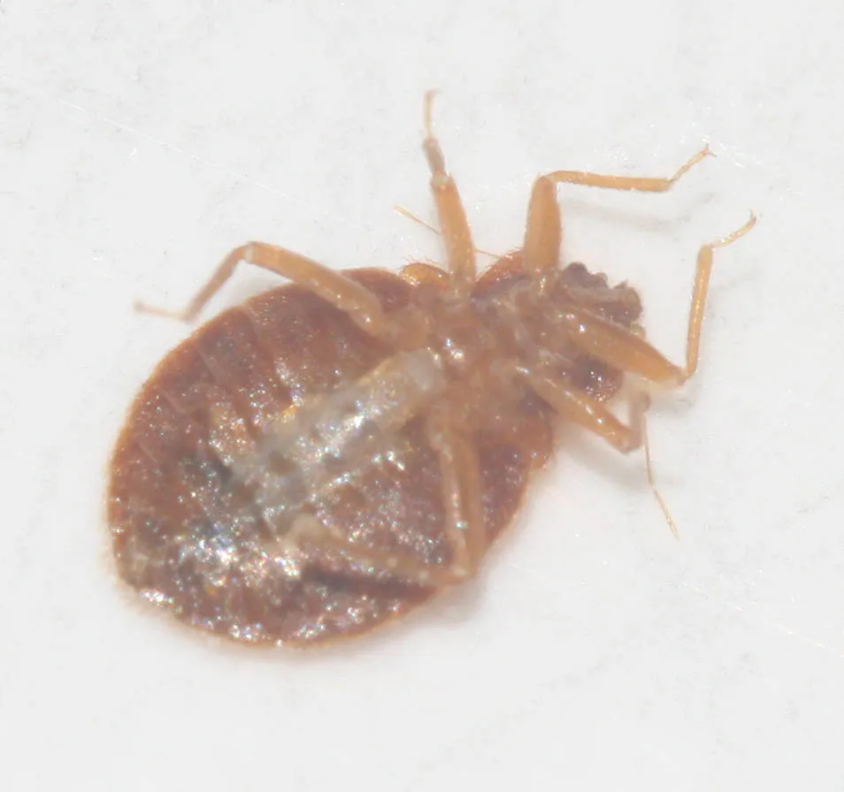 Poultry Bugs - Identification & Control Guide