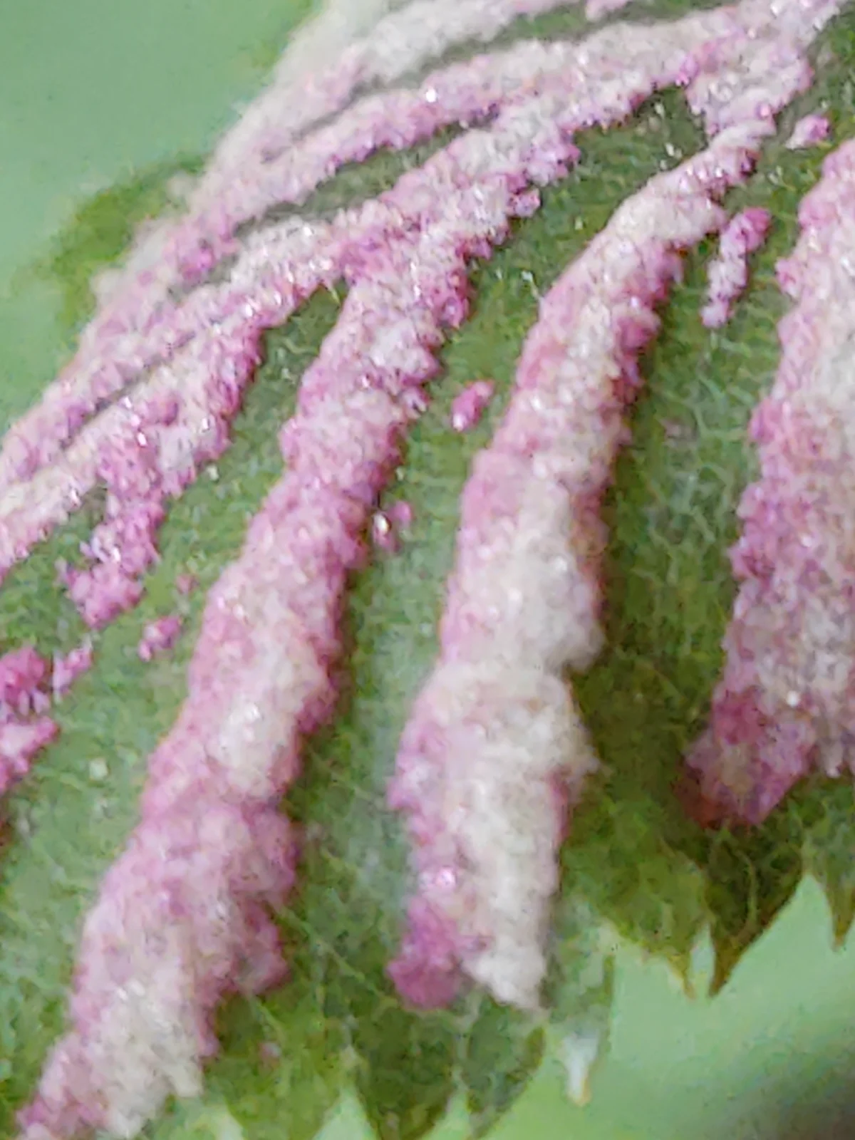 Rust Mites - Identification & Damage | Better Termite