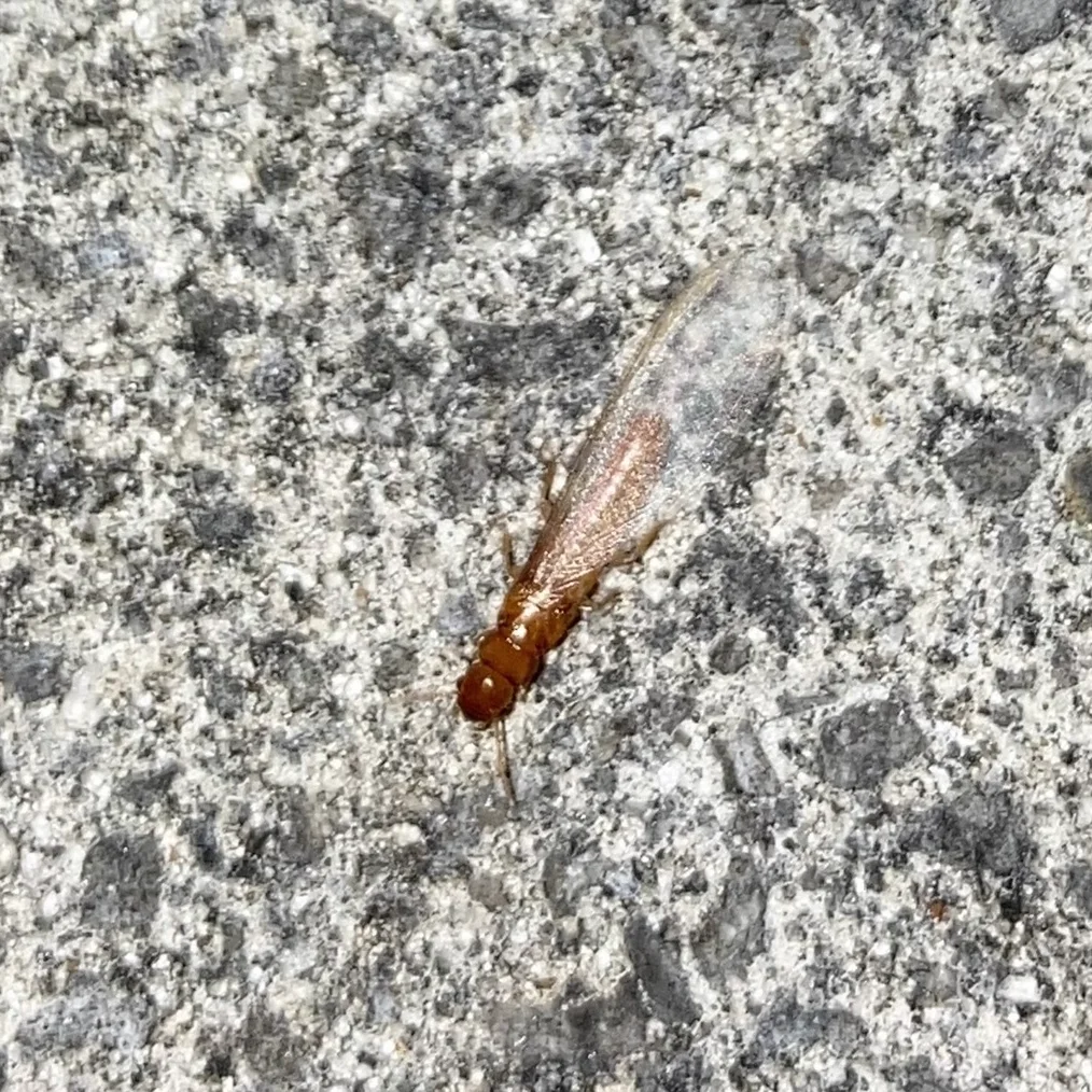 Southeastern Drywood Termites - Identification & Control